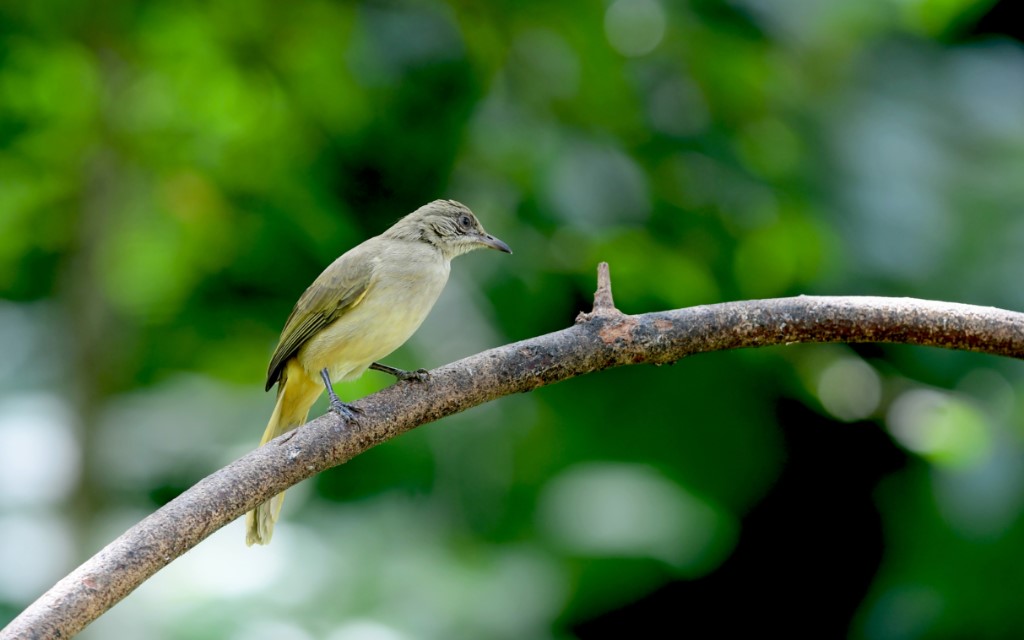 Olive Bulbul