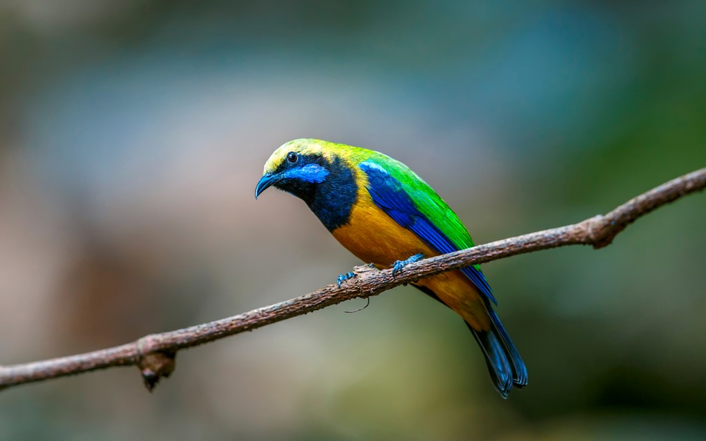 Blue-winged Leafbird