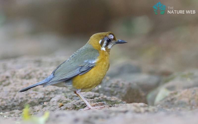 Orange-headed Thrush