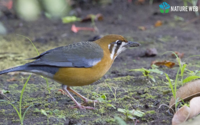 Orange-headed Thrush