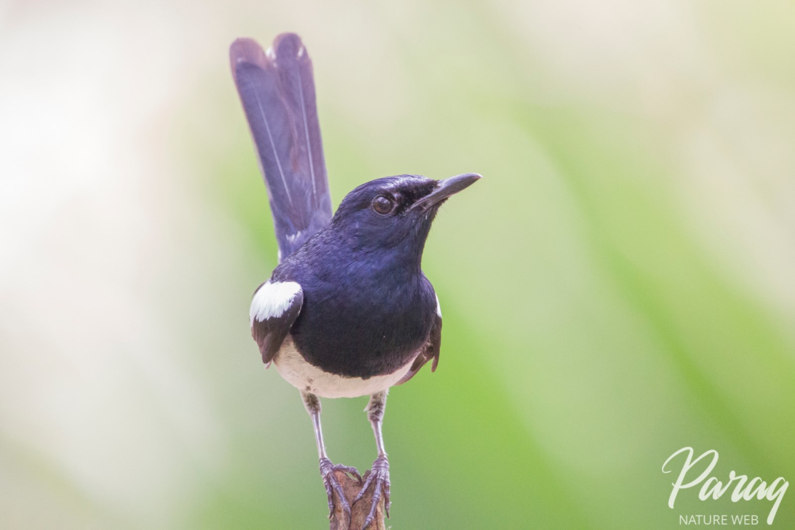 Oriental Magpie Robin