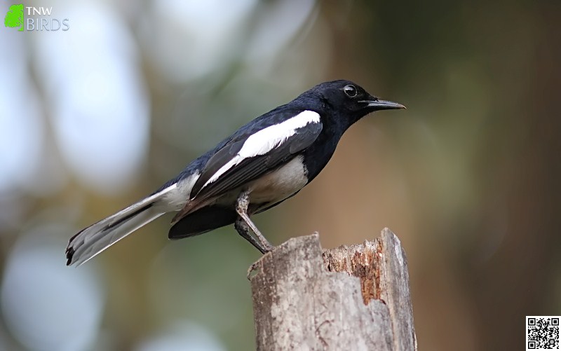 Oriental Magpie Robin