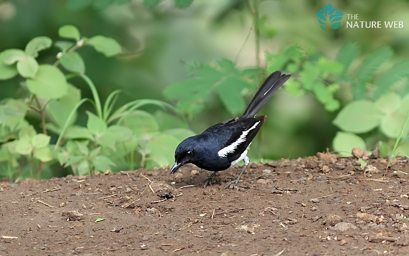 Birds of Indian Subcontinent - Oriental Magpie Robin