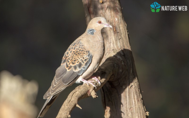 Oriental Turtle Dove