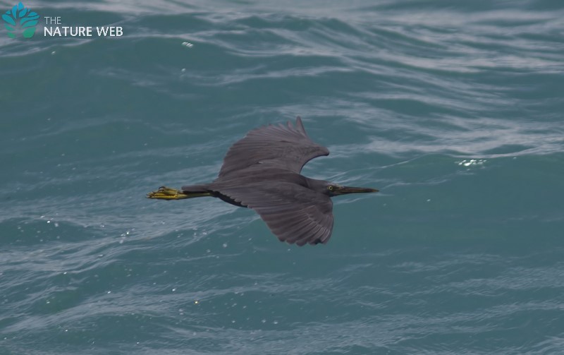 Pacific Reef Heron