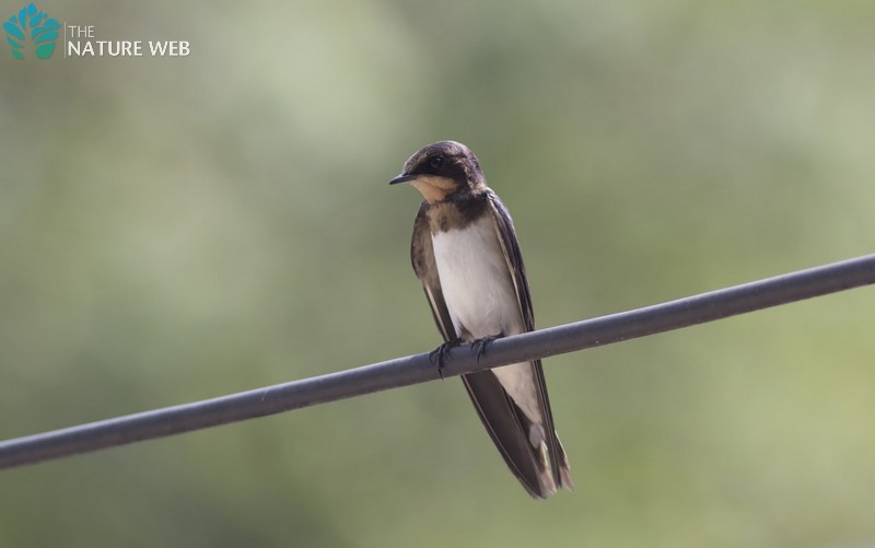 Pacific Swallow