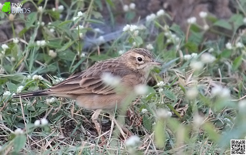 Paddy-field Pipit