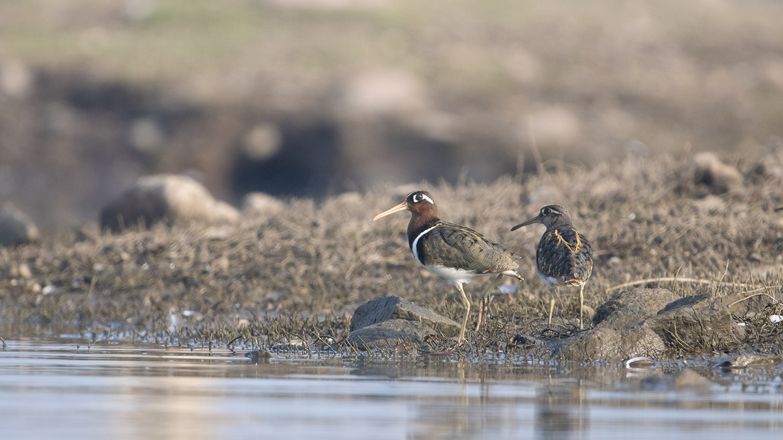Birds of Indian Subcontinent - Painted Snipe