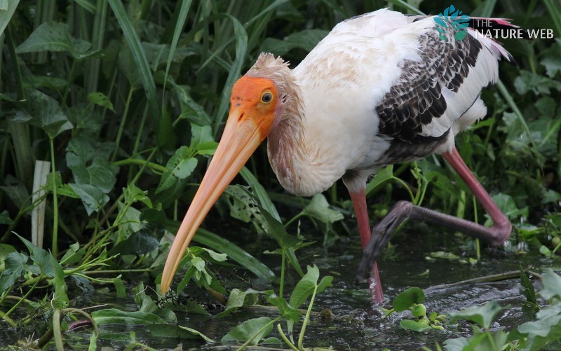 Painted Stork