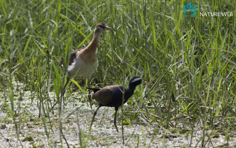Pheasant-tailed Jacana