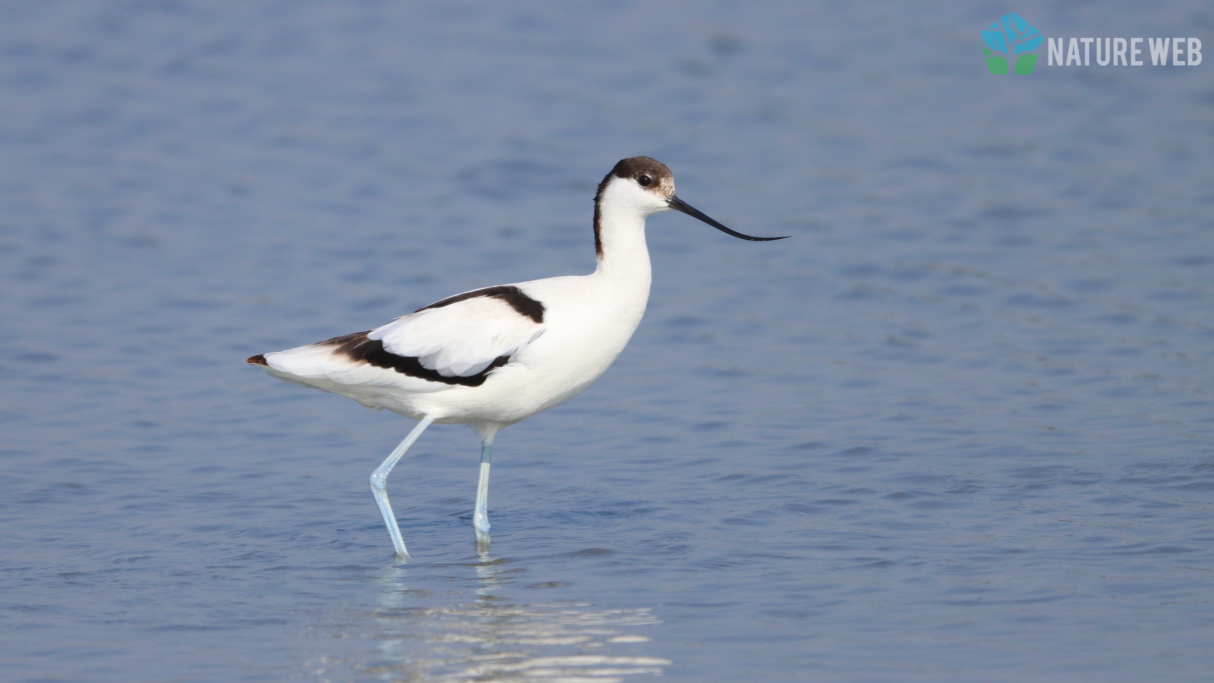 Birds of Indian Subcontinent - Pied Avocet