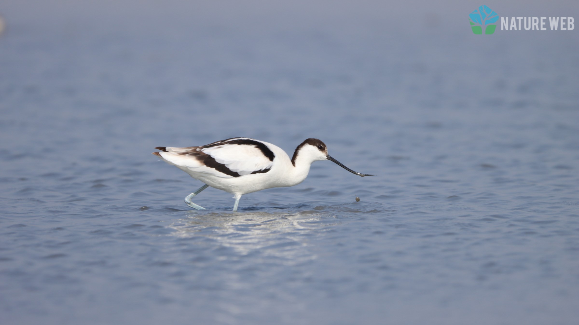 Birds of Indian Subcontinent - Pied Avocet