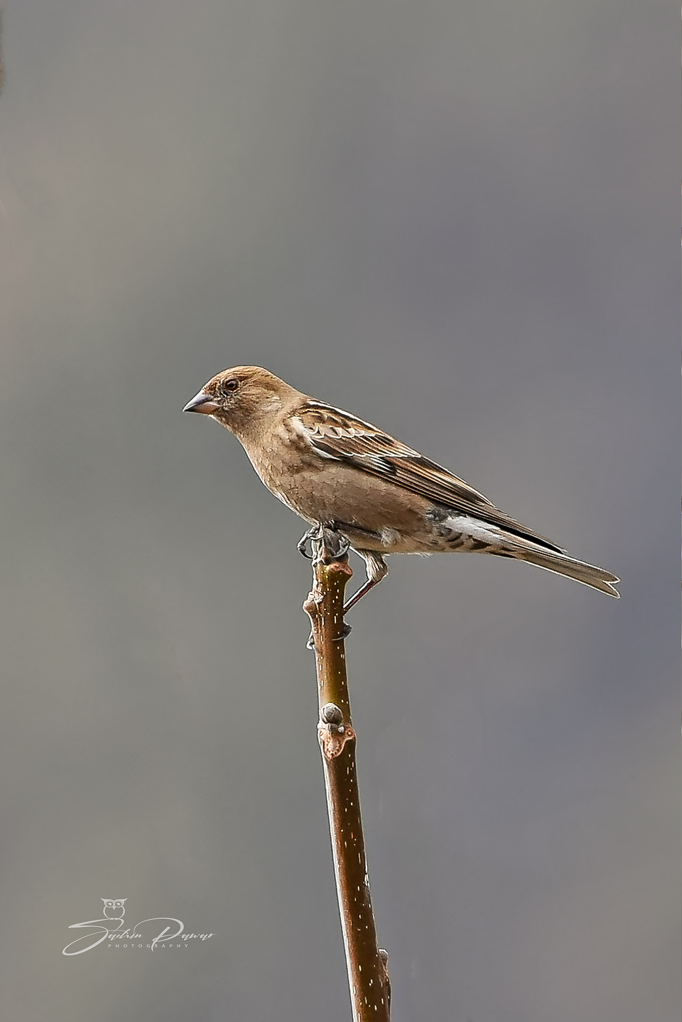 Plain Mountain-finch