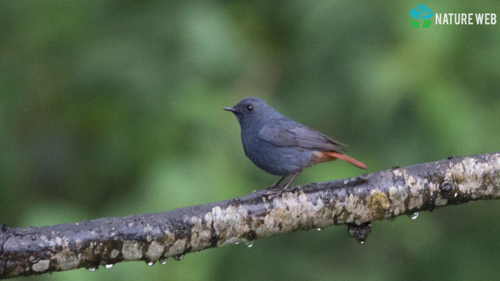 Plumbeous Water Redstart