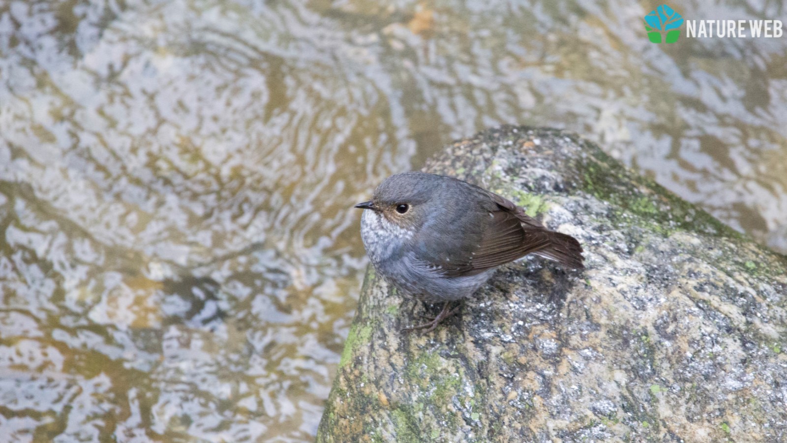 Plumbeous Water Redstart