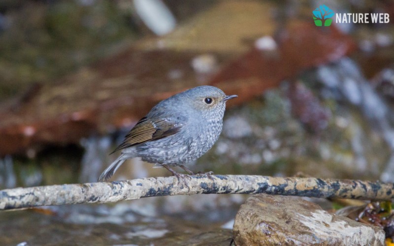 Plumbeous Water Redstart