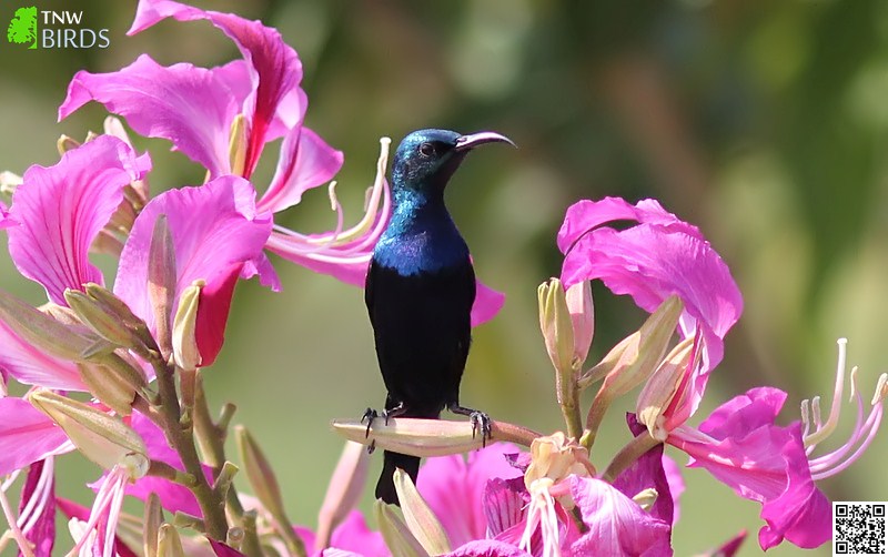 Purple Sunbird