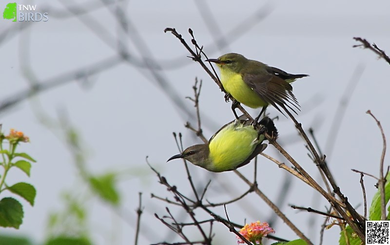 Purple-rumped Sunbird