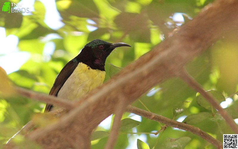 Purple-rumped Sunbird