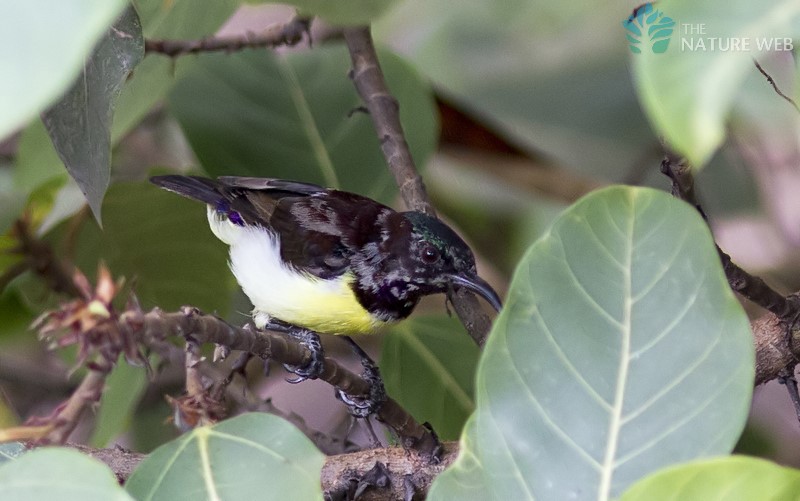 Purple-rumped Sunbird