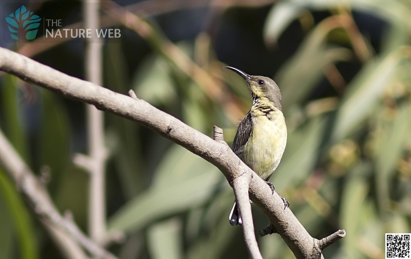 Purple-rumped Sunbird