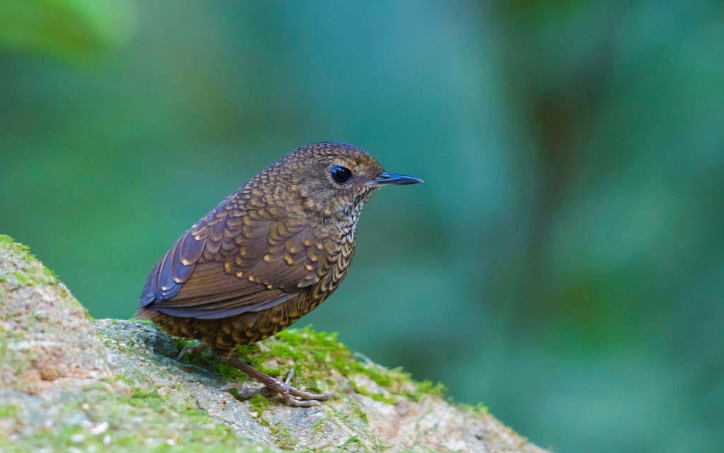Birds of Indian Subcontinent - Pygmy Wren-babbler