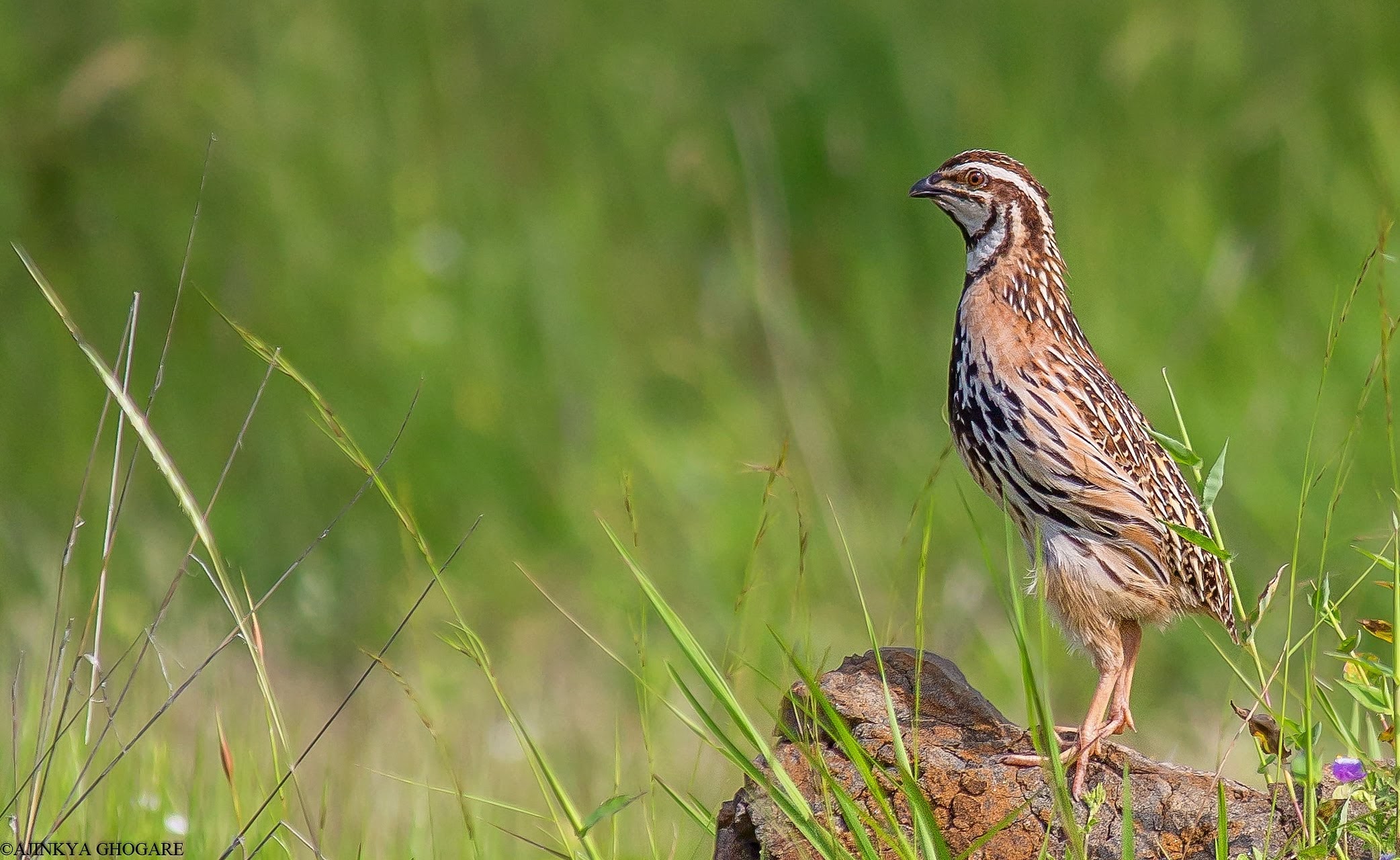 Birds of Indian Subcontinent - Rain Quail