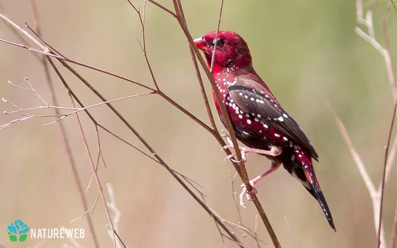 Birds of Indian Subcontinent - Red Avadavat