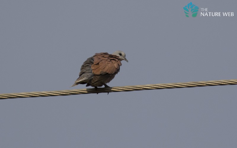 Birds of Indian Subcontinent - Red Collared Dove