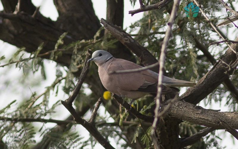 Birds of Indian Subcontinent - Red Collared Dove