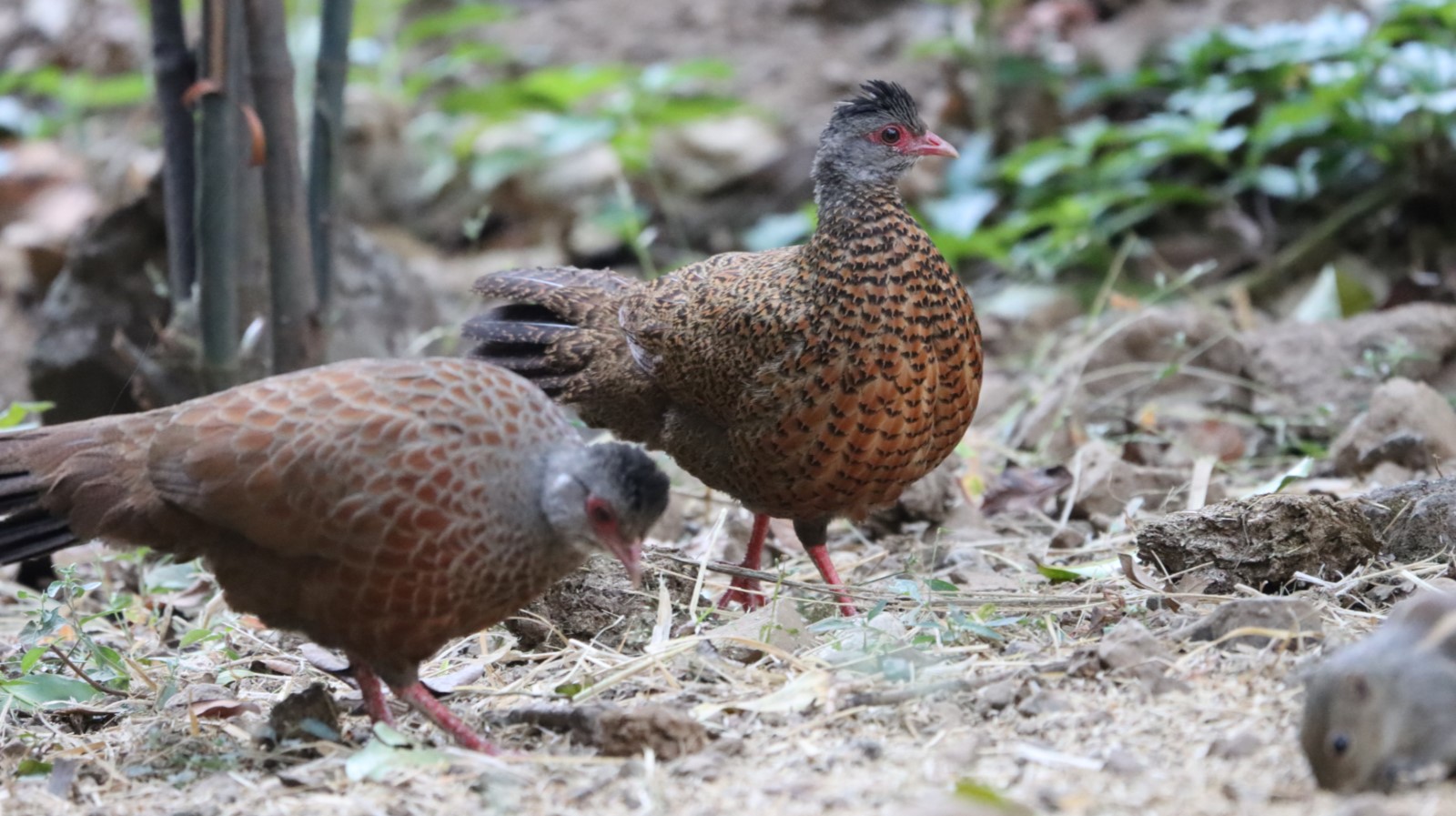 Birds of Indian Subcontinent - Red Spurfowl