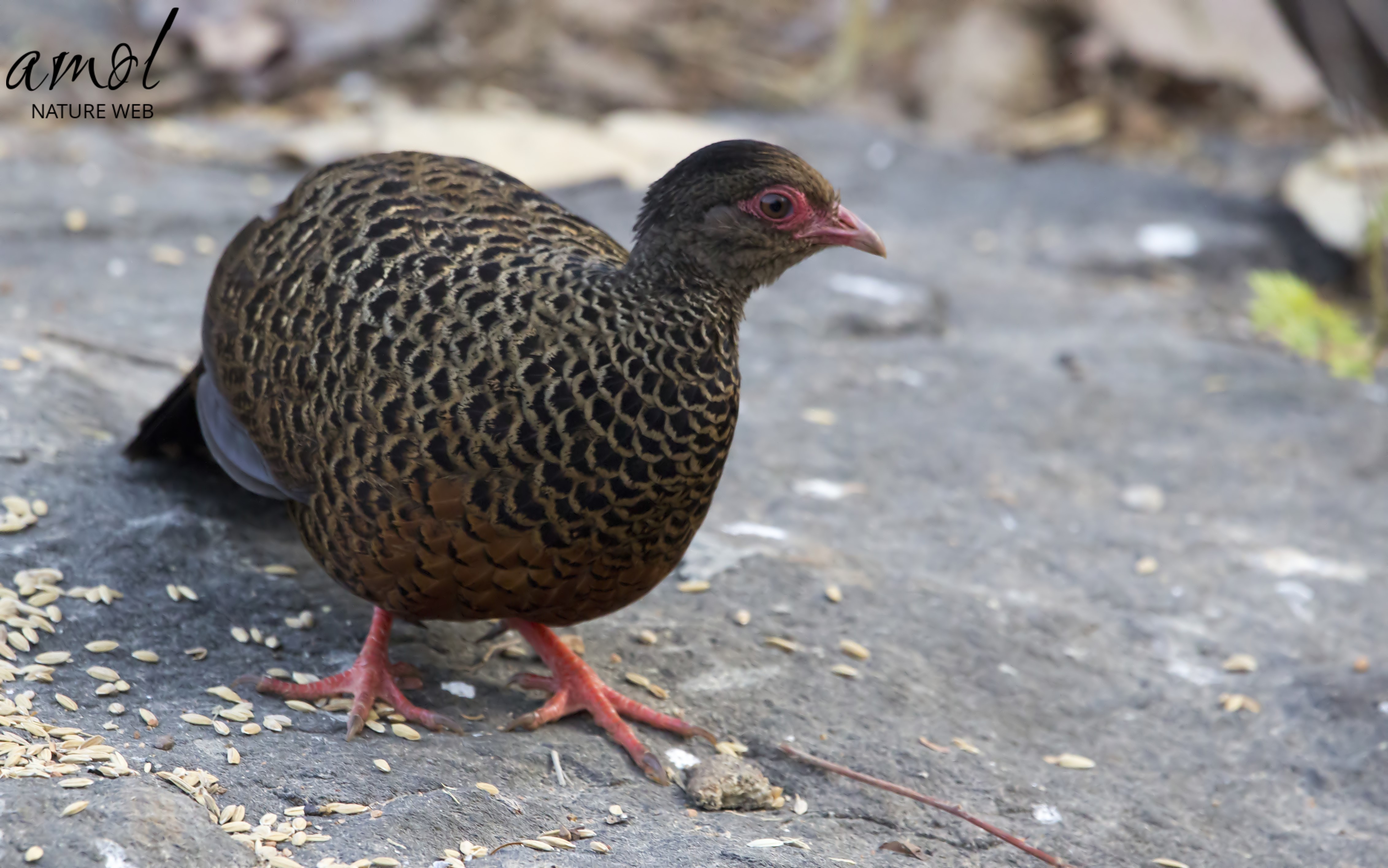 Red Spurfowl