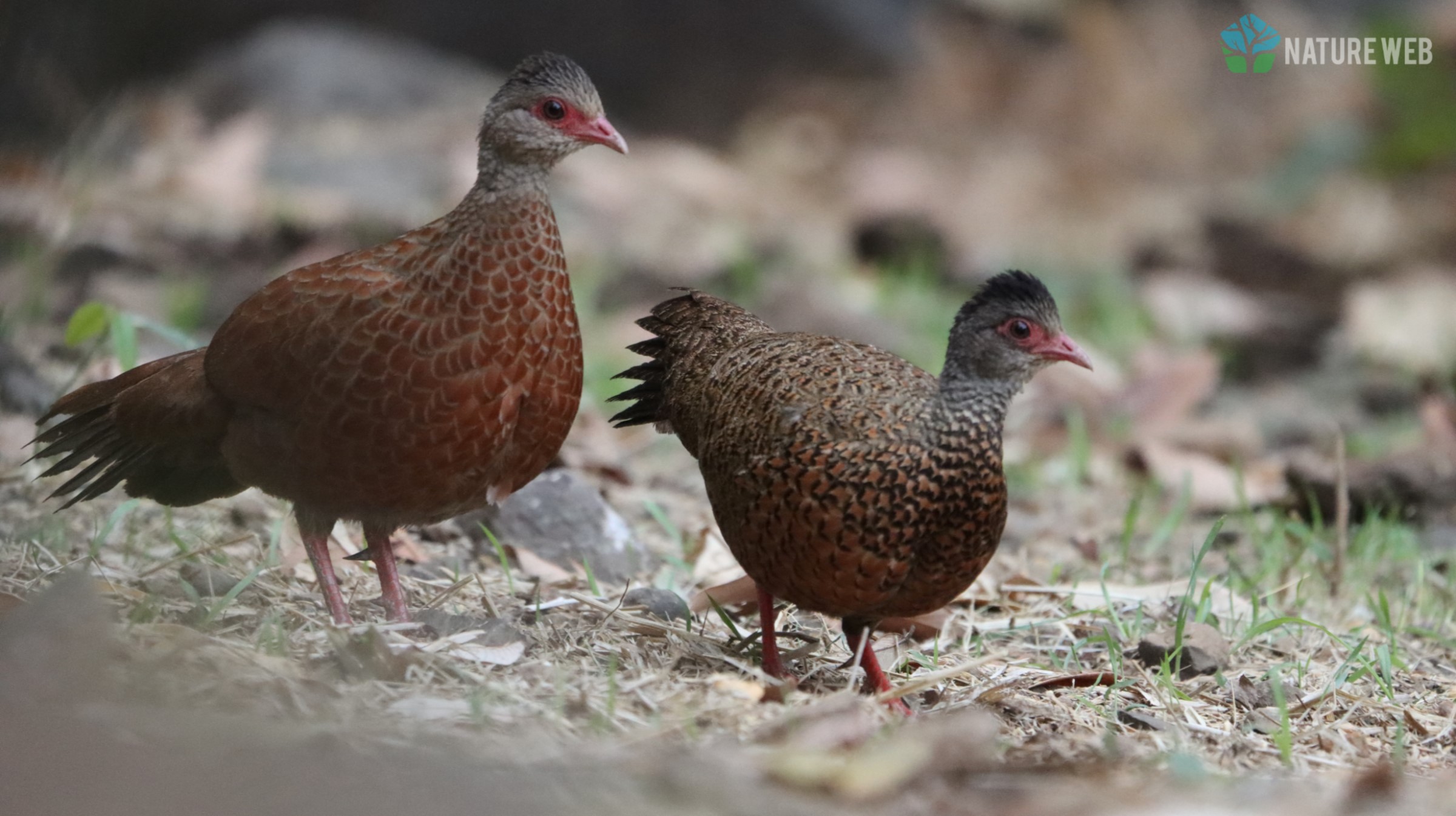 Red Spurfowl