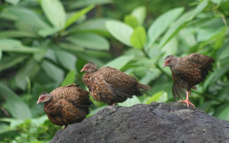 Red Spurfowl