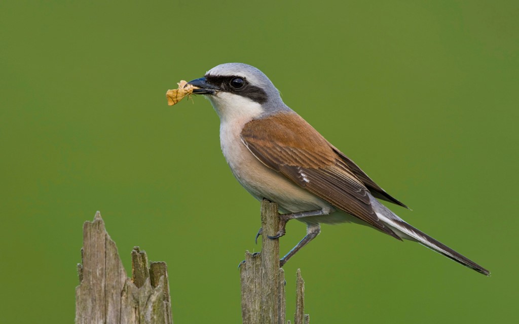 Red-backed Shrike