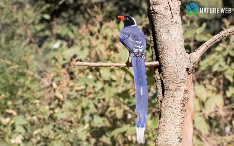 Red-billed Blue Magpie