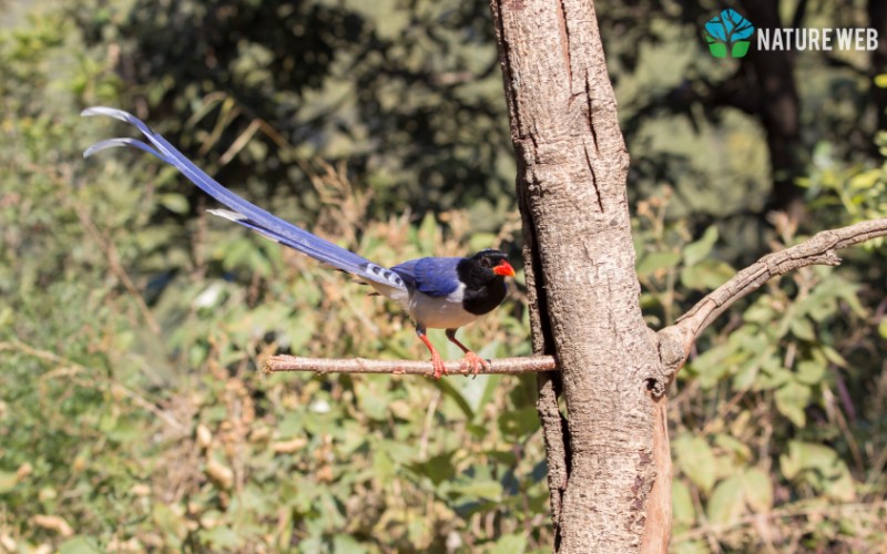 Birds of Indian Subcontinent - Red-billed Blue Magpie