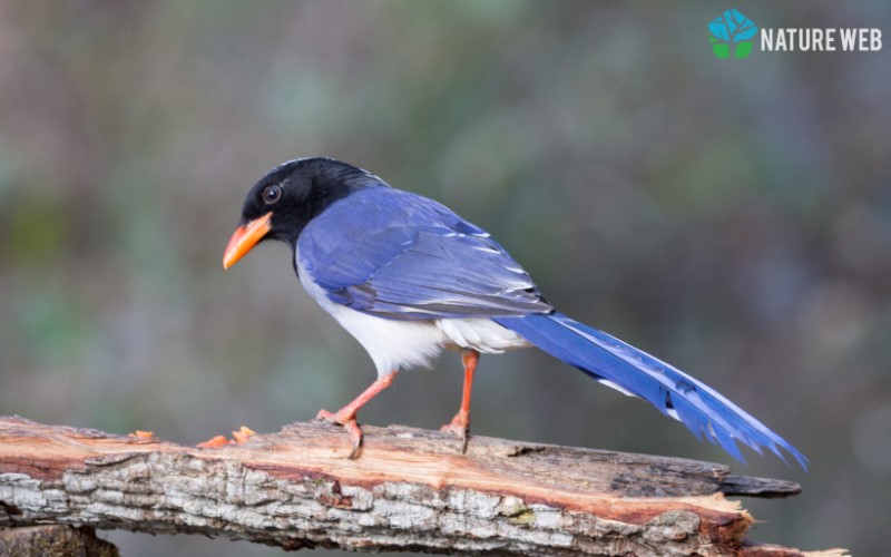 Red-billed Blue Magpie