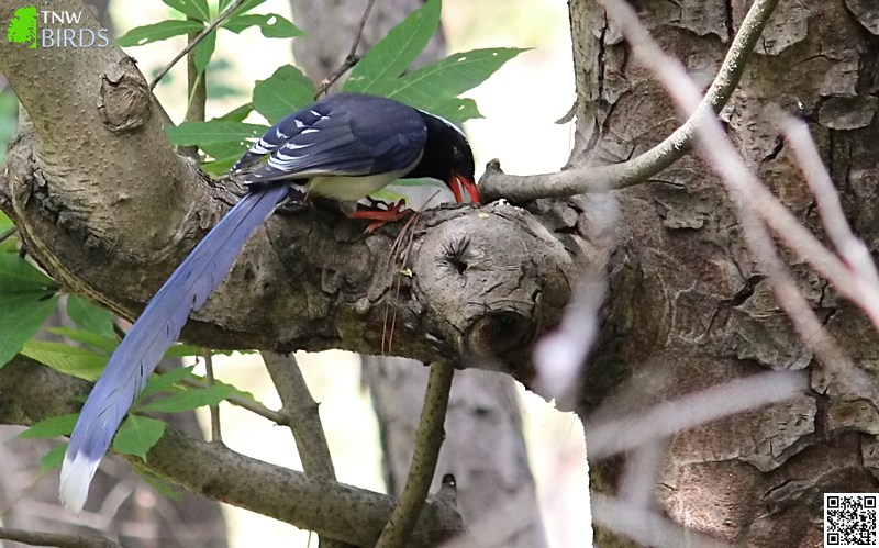 Red-billed Blue Magpie