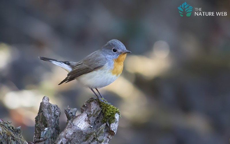 Red-breasted Flycatcher