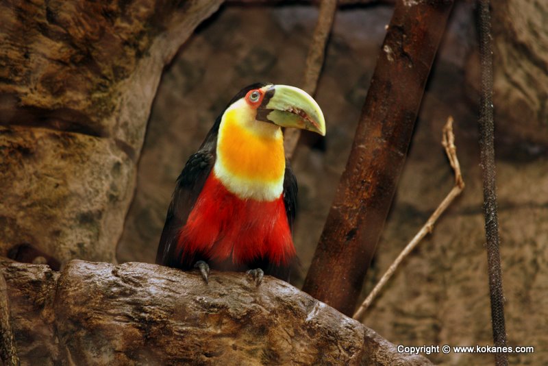 Red-breasted Toucan