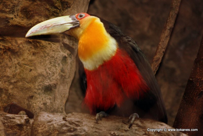 Red-breasted Toucan