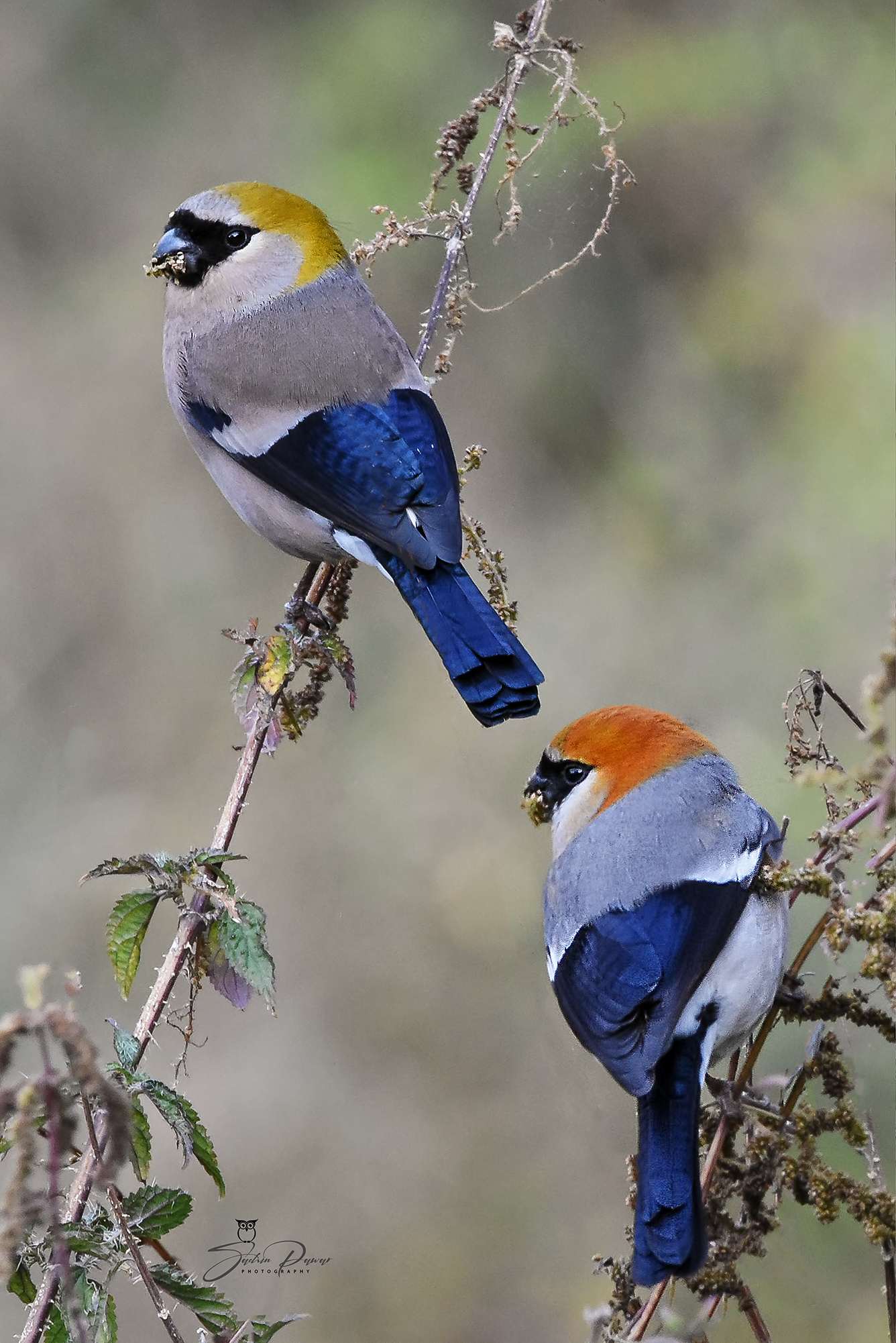 Red-headed Bullfinch