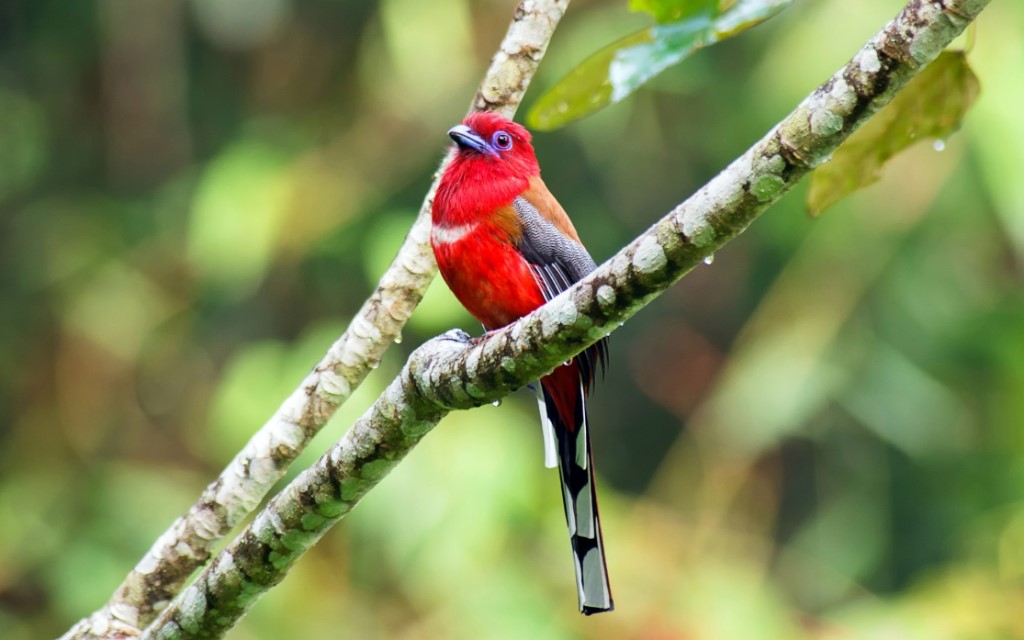 Red-headed Trogon