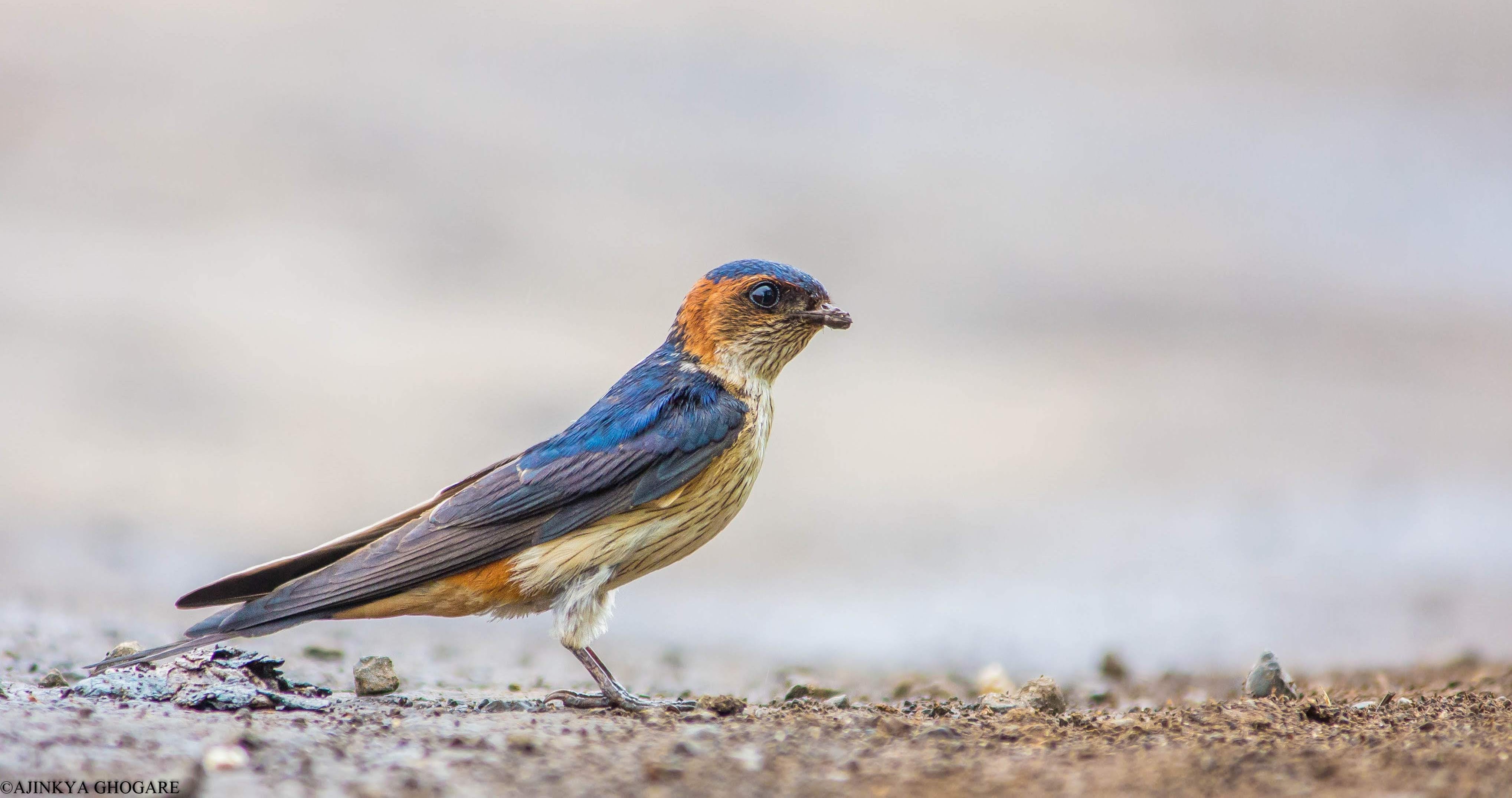 Red-rumped Swallow