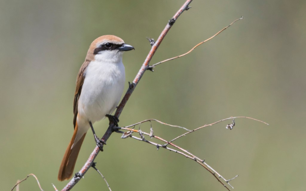 Red-tailed Shrike