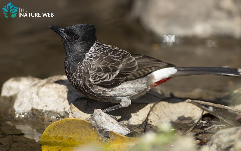Red-vented Bulbul