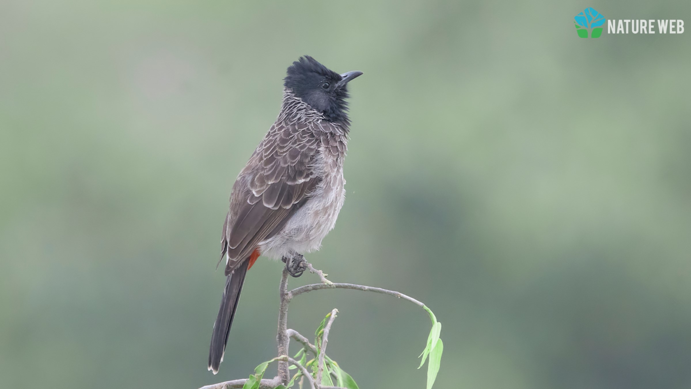 Birds of Indian Subcontinent - Red-vented Bulbul