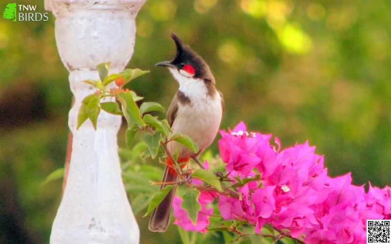 Birds of Indian Subcontinent - Red-whiskered Bulbul