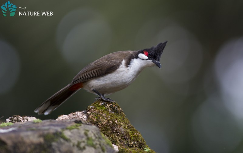 Birds of Indian Subcontinent - Red-whiskered Bulbul